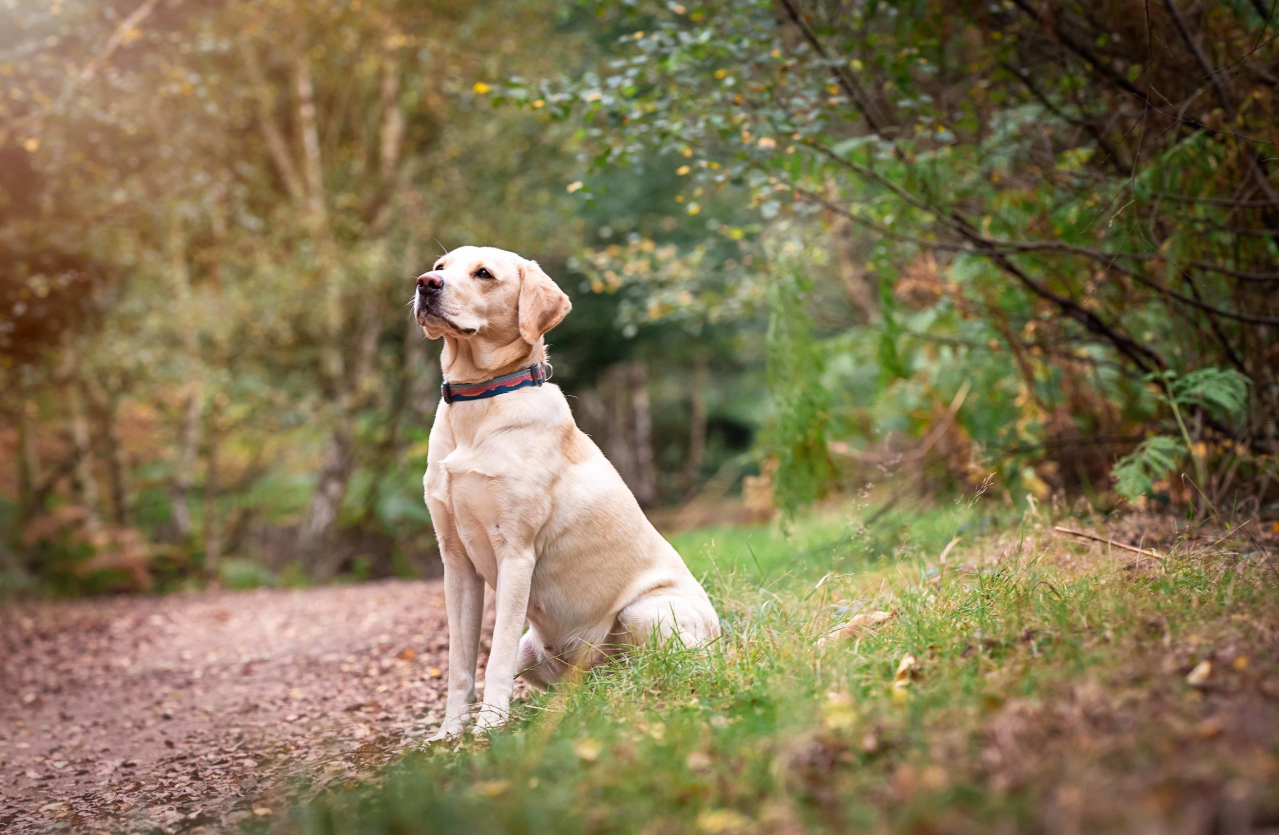 Ready for a pooch-perfect photo shoot? - Amanda Powell Photography